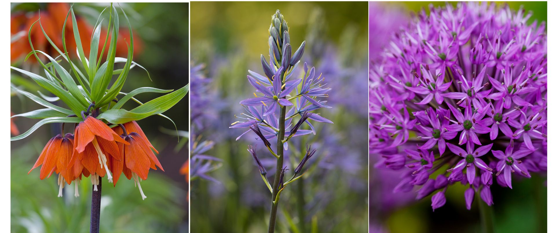 Flower bulbs: how and when to start planting bulbs | Real Homes