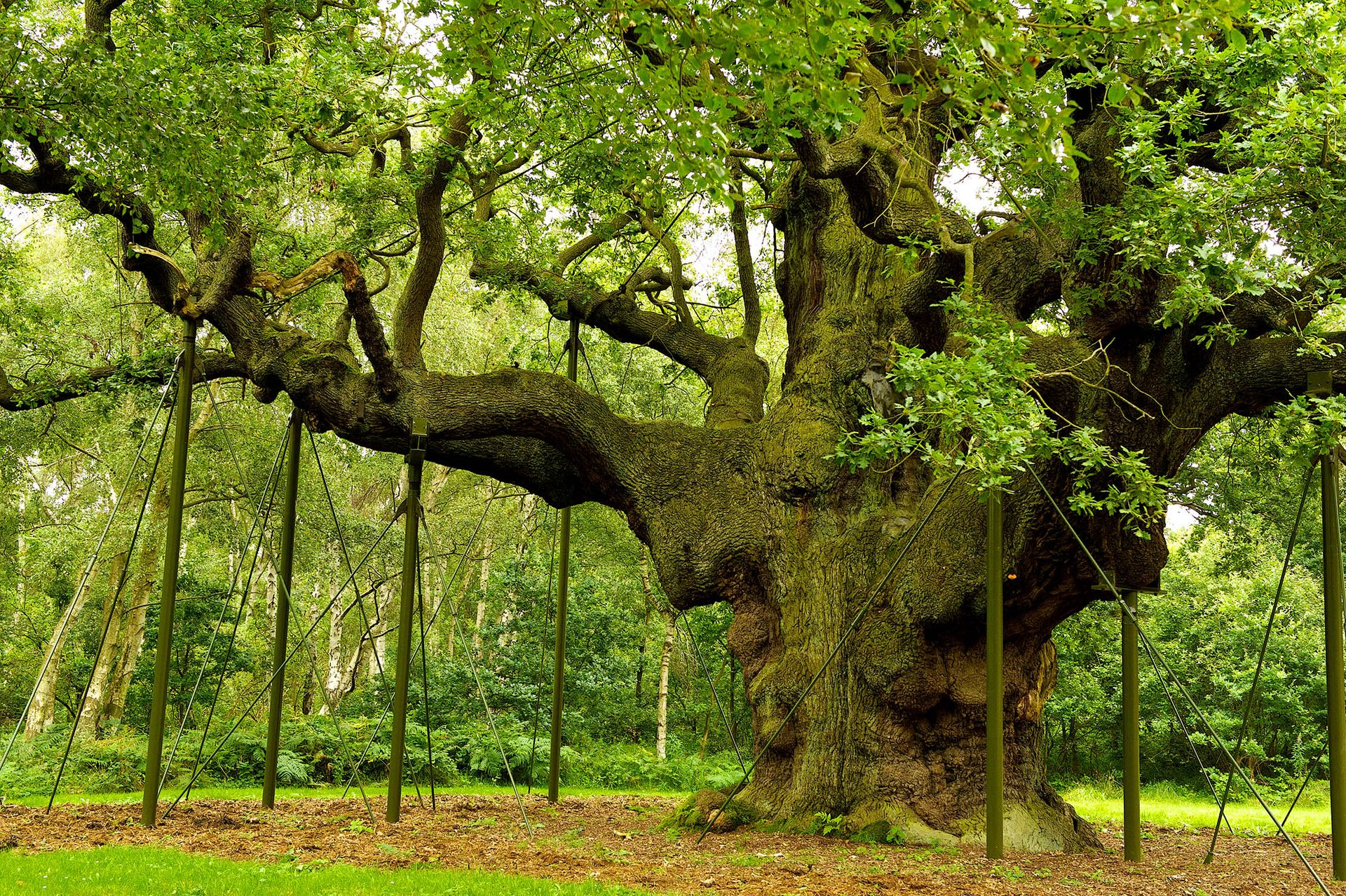 Sherwood Forest, Nottinghamshire: The story of Robin Hood's woods ...