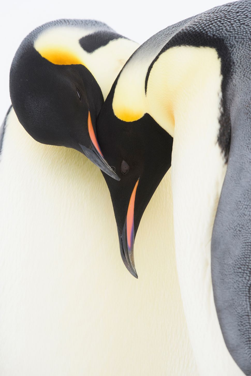 In Photos: The Emperor Penguin's Beautiful and Extreme Breeding Season ...