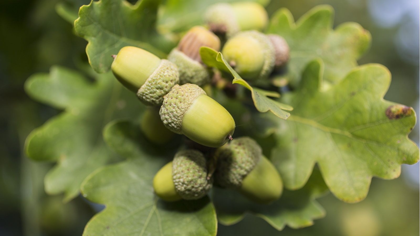 Can I grow an oak tree from an acorn? An expert guide | Homes and Gardens