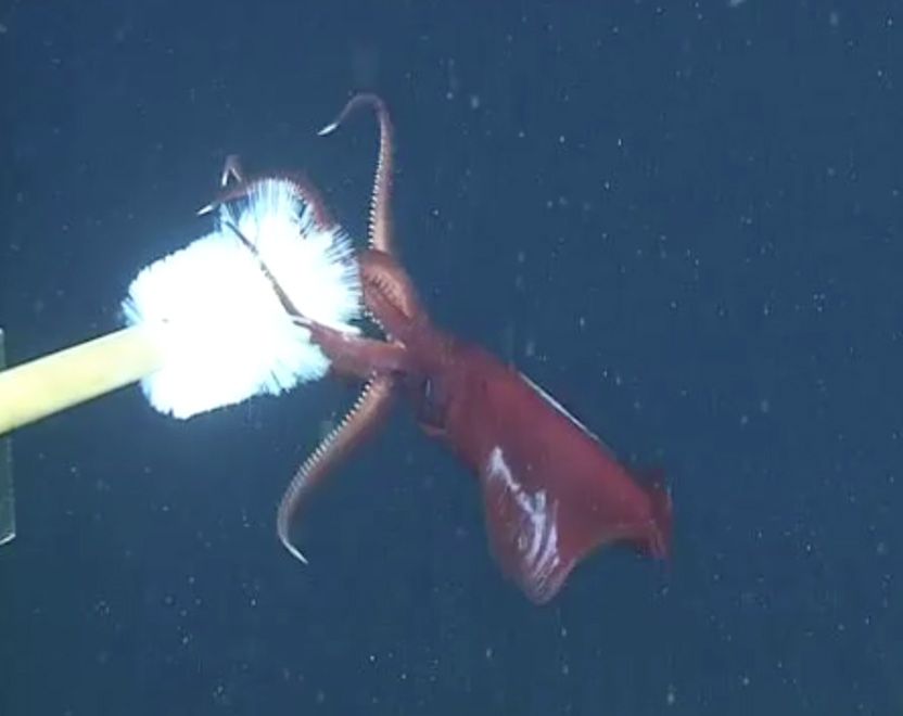 Squid Lose Arms to Escape Predators | Live Science