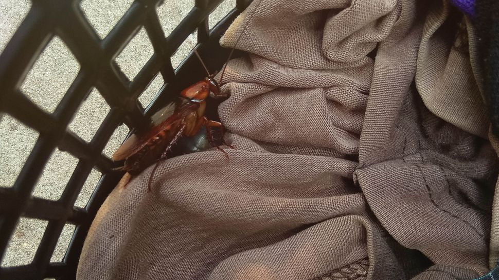 7 things that attract roaches to your home — and how to fix it | Tom's ...