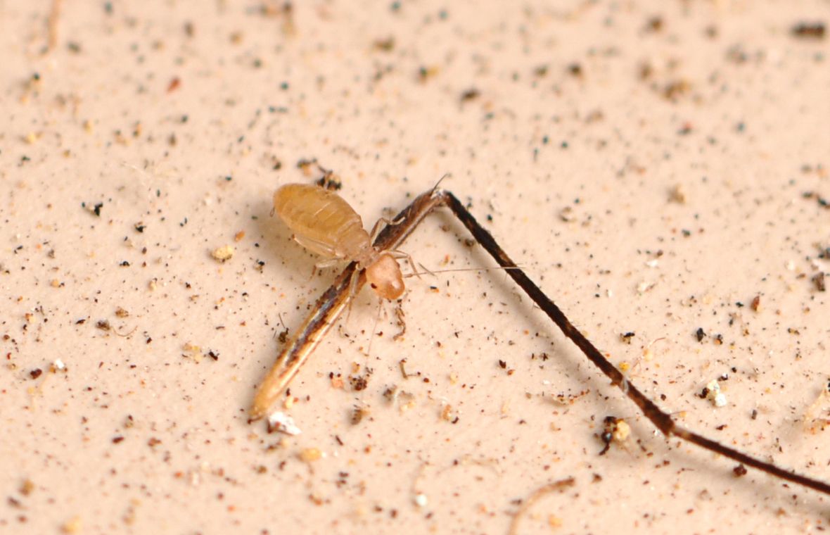 Hundreds of Tiny Bugs Are Probably Hiding in Your Home | Live Science