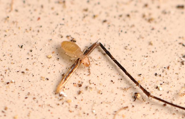 Hundreds of Tiny Bugs Are Probably Hiding in Your Home | Live Science