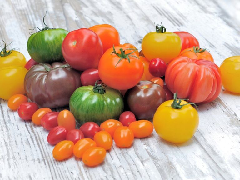 Different Colored Tomatoes To Add Diversity To Your Garden | Gardening ...