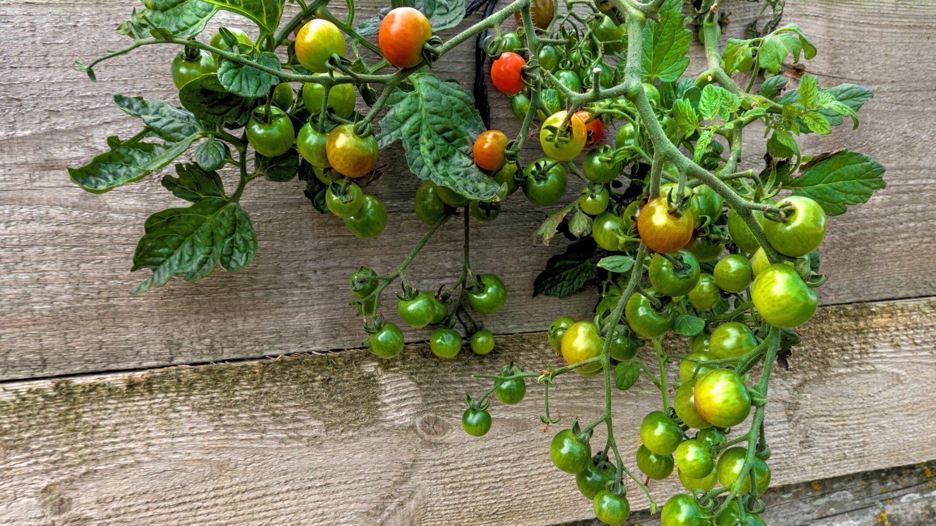 Upside Down Tomatoes: How To Grow Tomatoes Upside Down | Gardening Know How