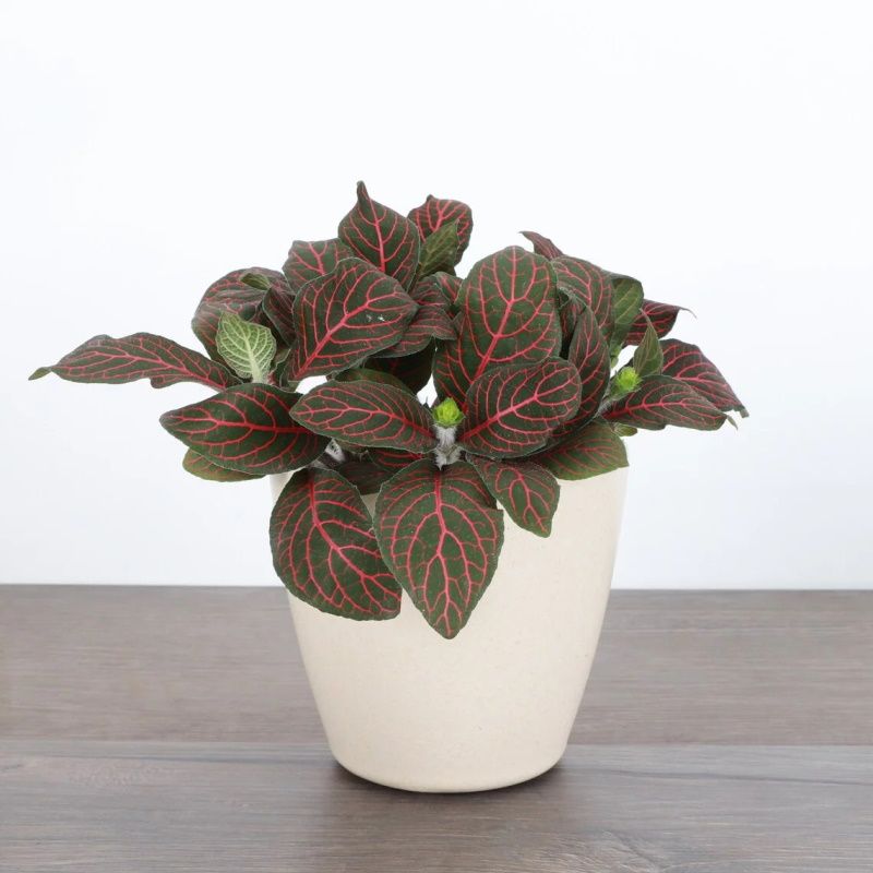 Fittonia care guide: 5 expert tips to keep them bright | Homes and Gardens