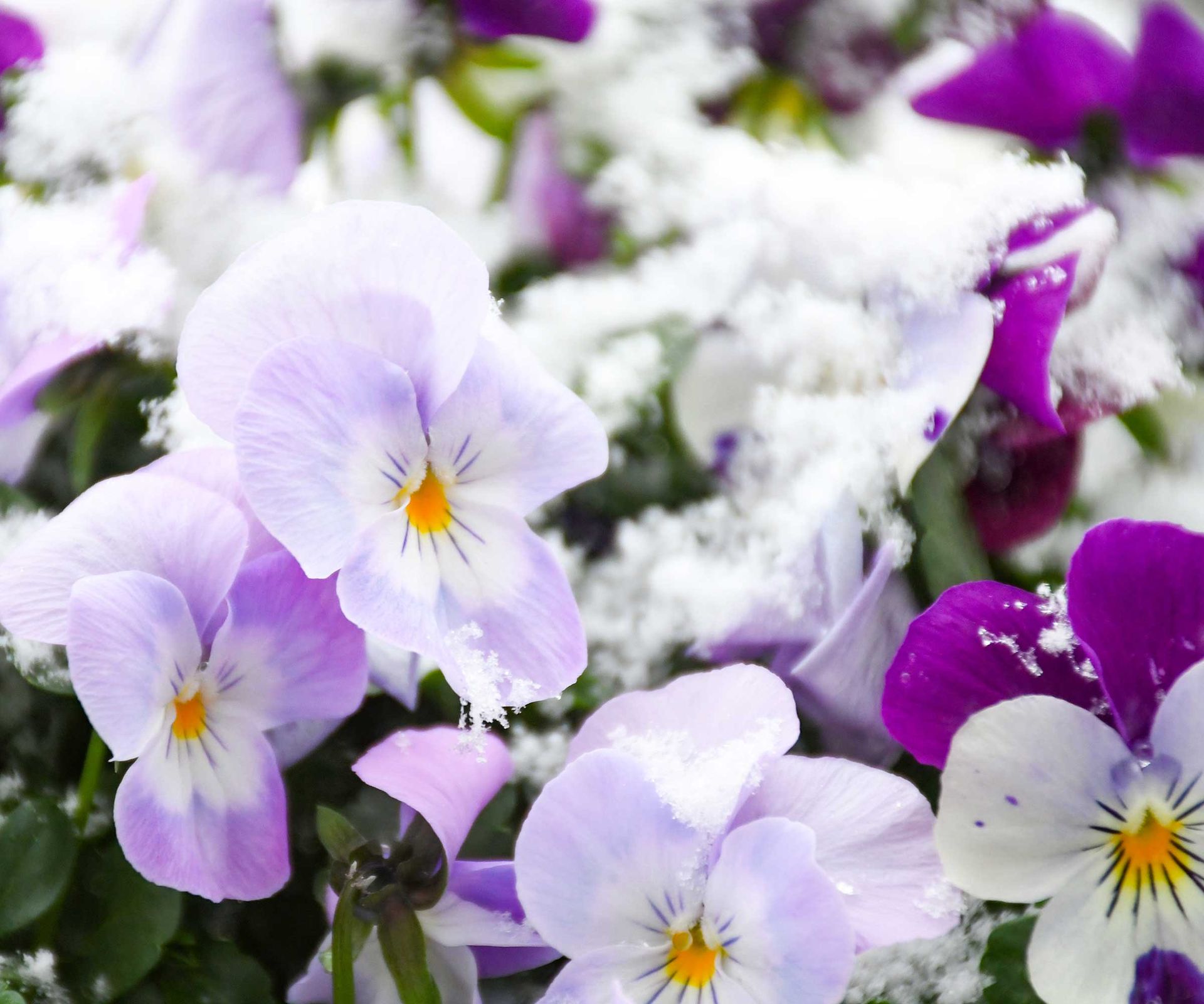 Snow-resilient flowers: 5 beautiful blooms | Homes and Gardens