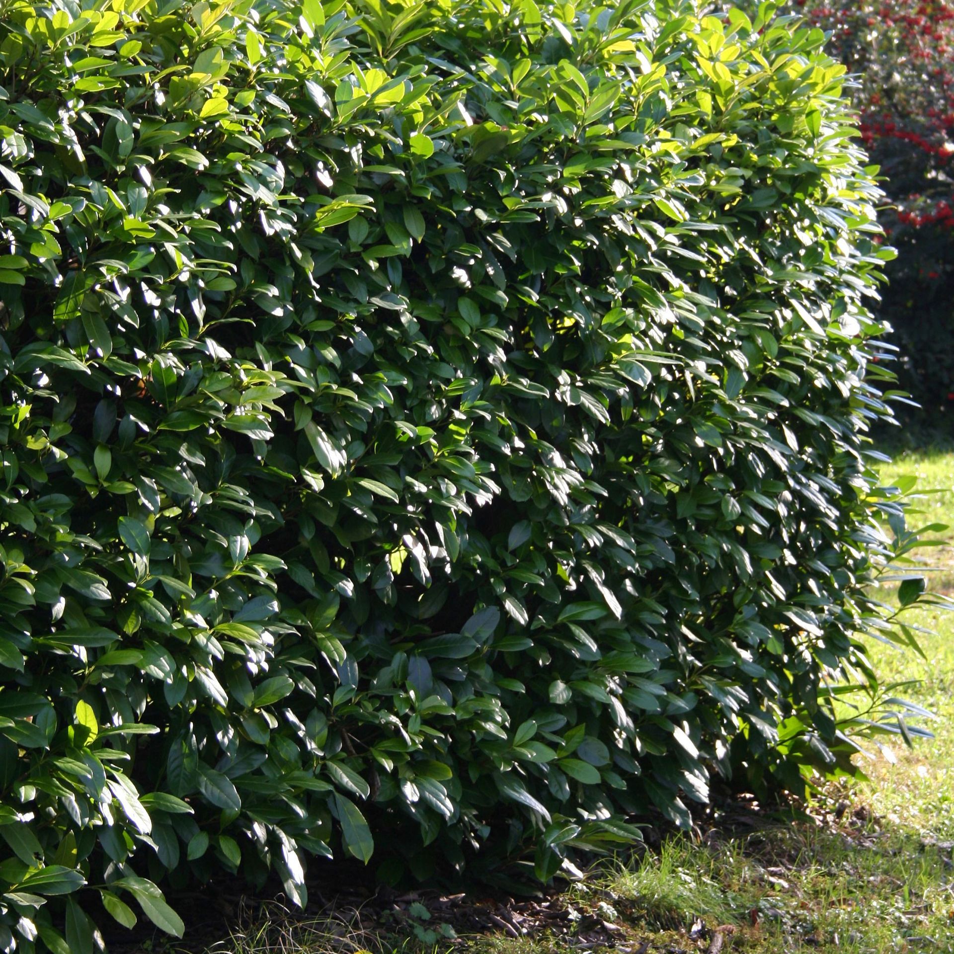 When to prune laurel - experts reveal the perfect time | Ideal Home