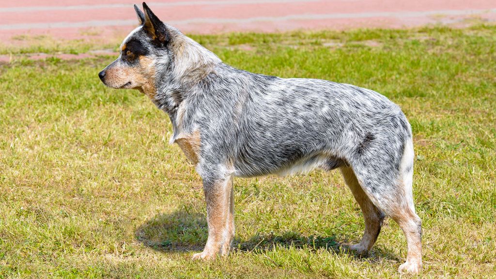 10 Australian dog breeds | PetsRadar