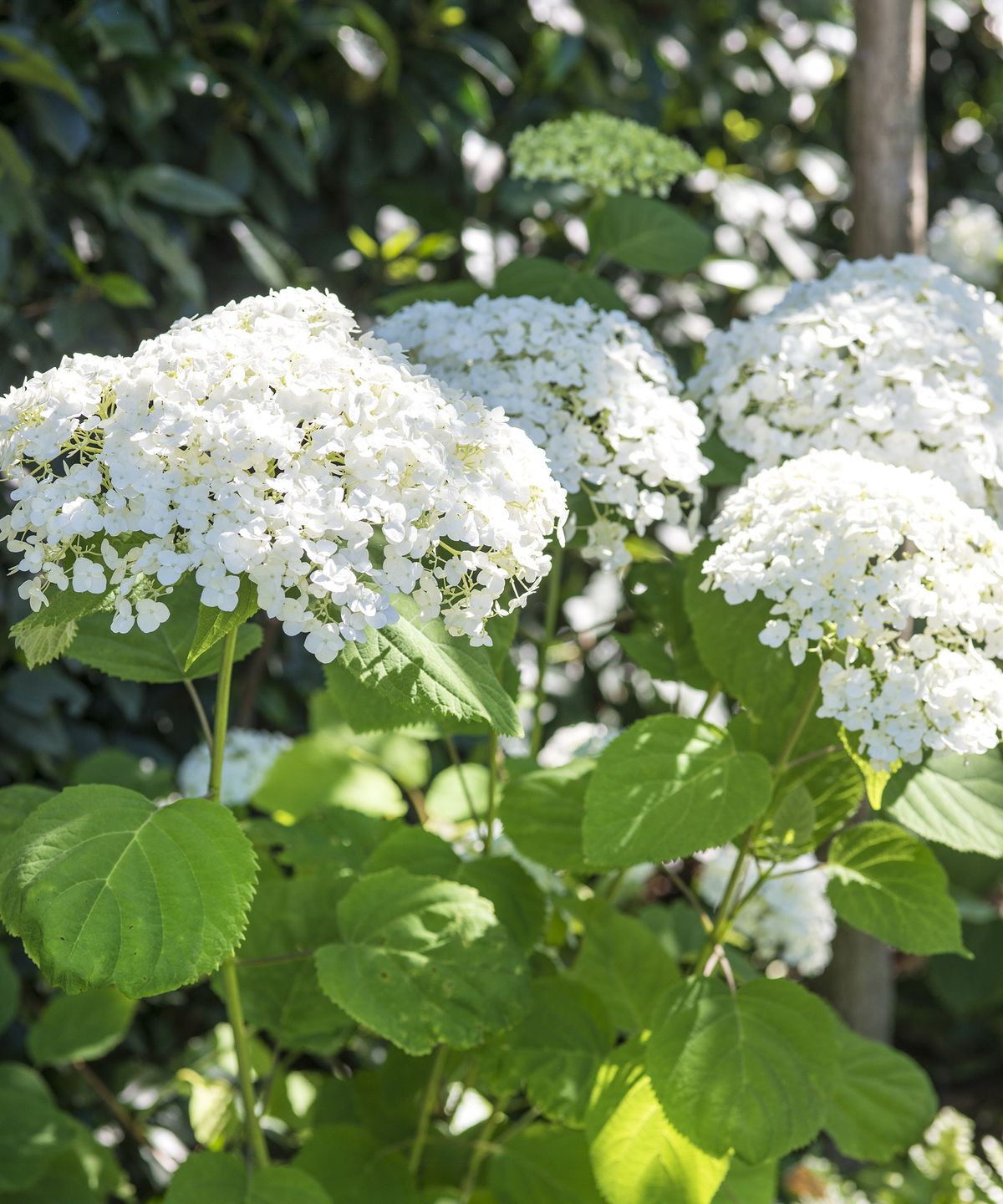 Can hydrangeas grow in shade? Garden experts advise | Homebuilding