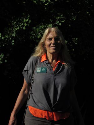 Tiger Baby Watermelon Care: Learn About Tiger Baby Melon Vines ...