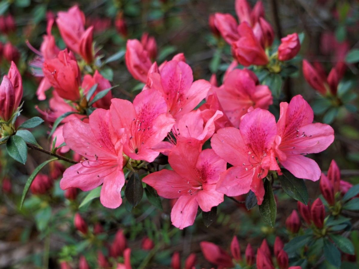 Sporting Of Azalea Blooms - Learn About Different Colored Azalea Blooms ...