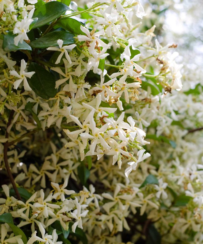 Best evergreen climbers: 10 vines for year-round greenery | Homes and ...