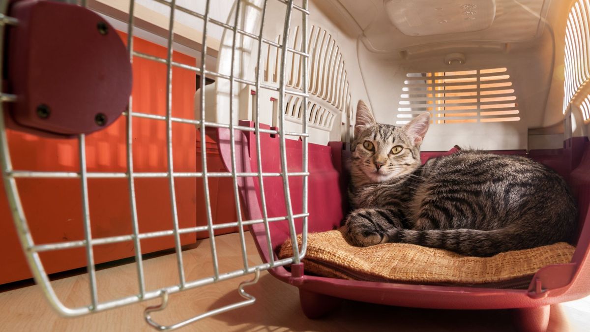 How to get a cat into a carrier with advice from our vet | PetsRadar