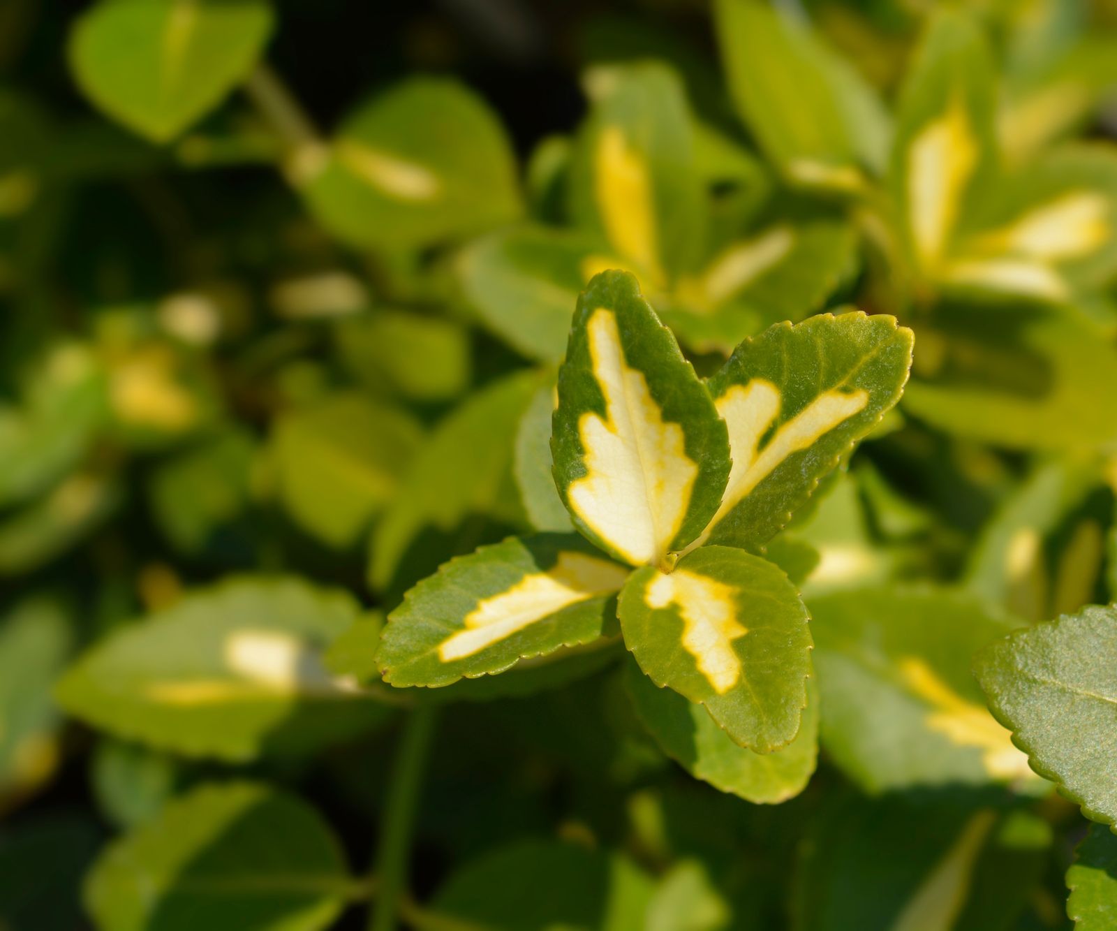 10 of the best euonymus varieties for your yard | Homes and Gardens