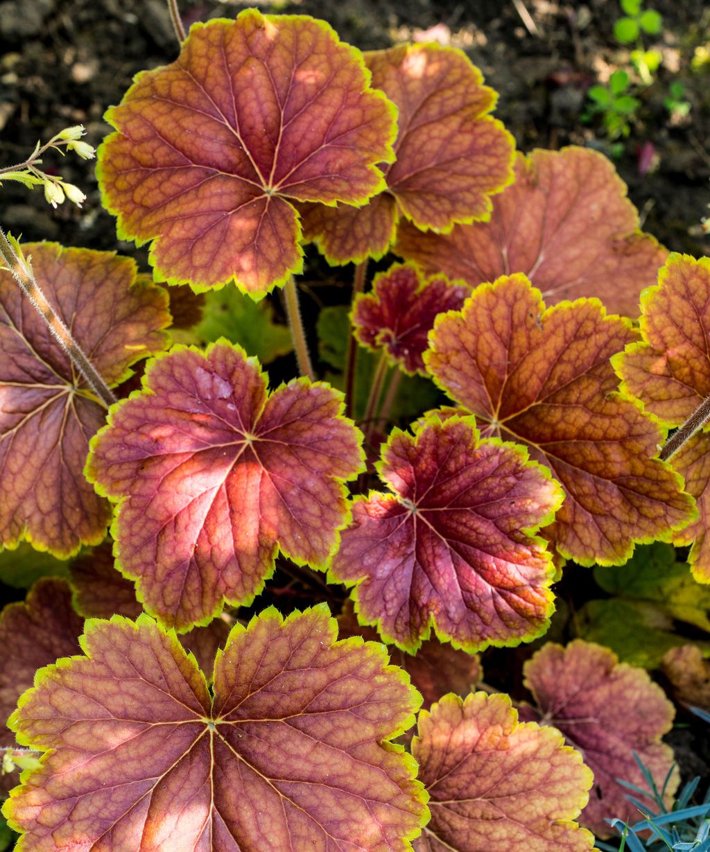 Heuchera varieties: 15 coral bells for foliage and flowers | Homes and ...