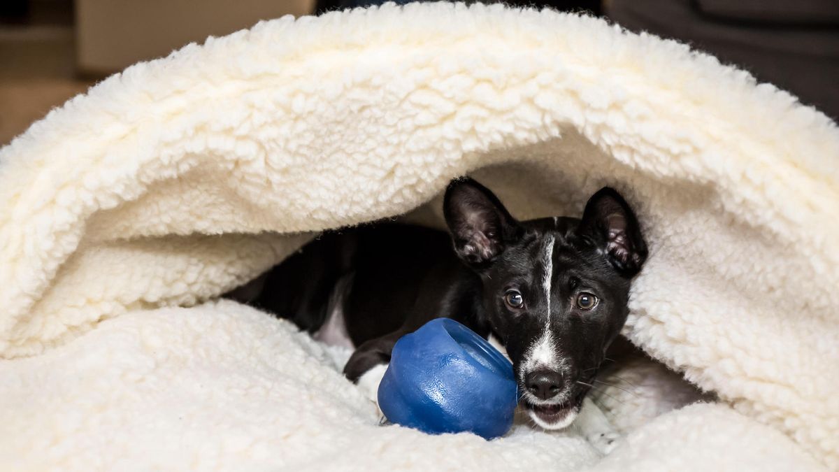 Weird things that dogs do that are actually completely normal | PetsRadar