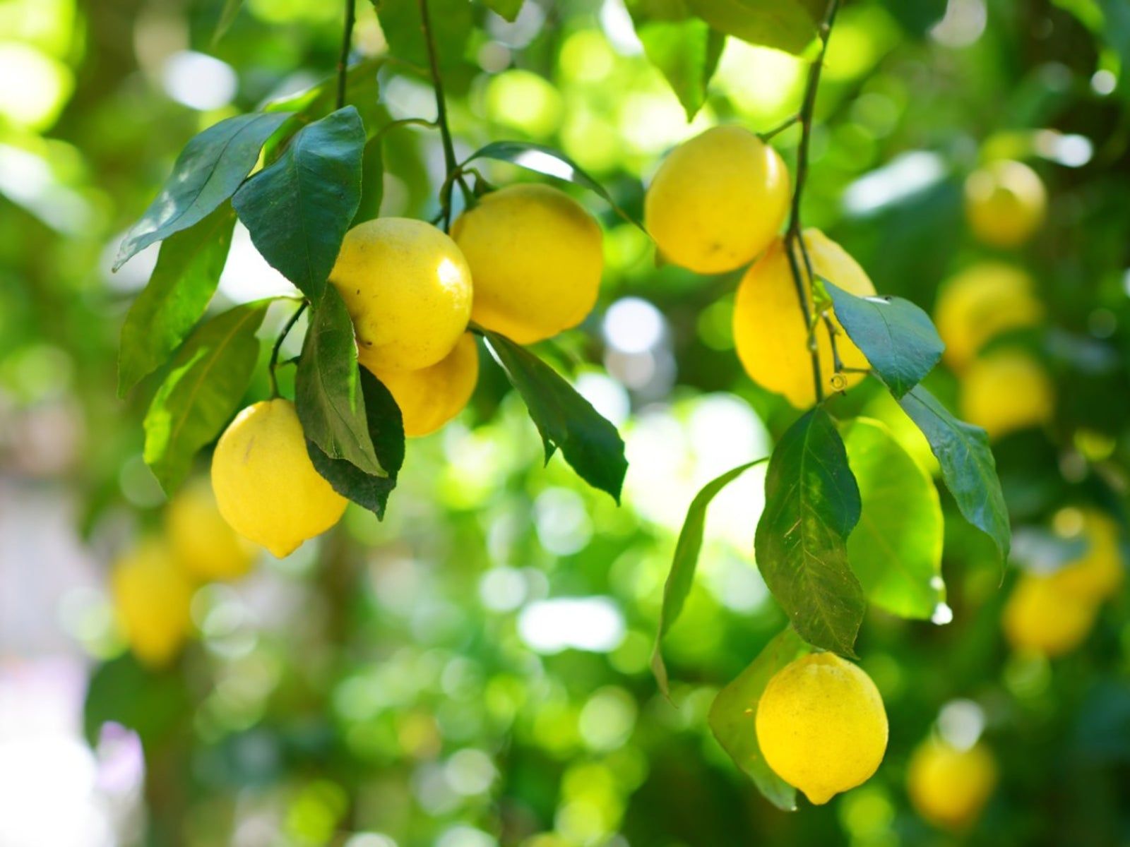 Lemon Tree Dropping Fruit - What Causes Fruit Drop In Lemons ...