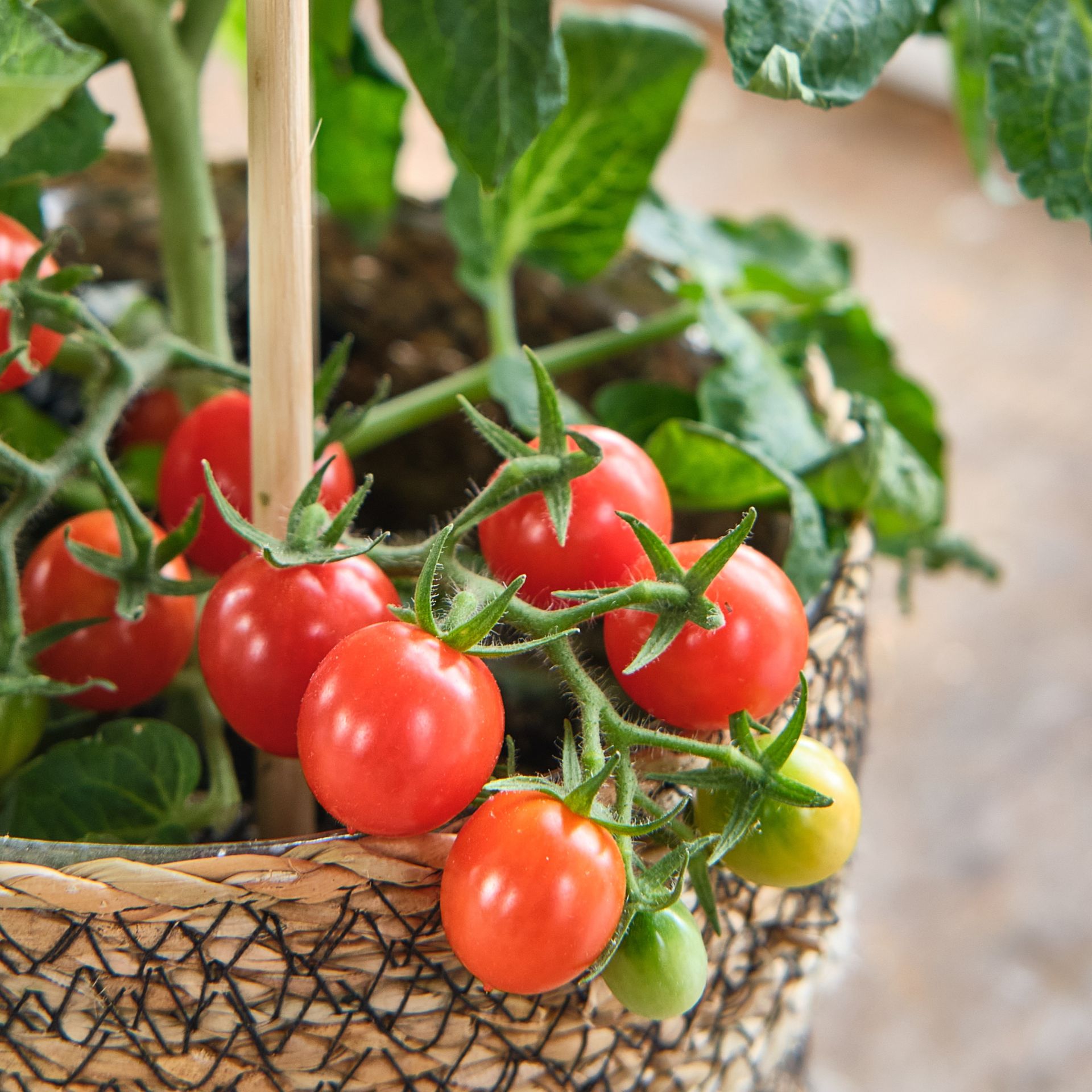 Are tomato plants a perennial that can survive winter? | Ideal Home