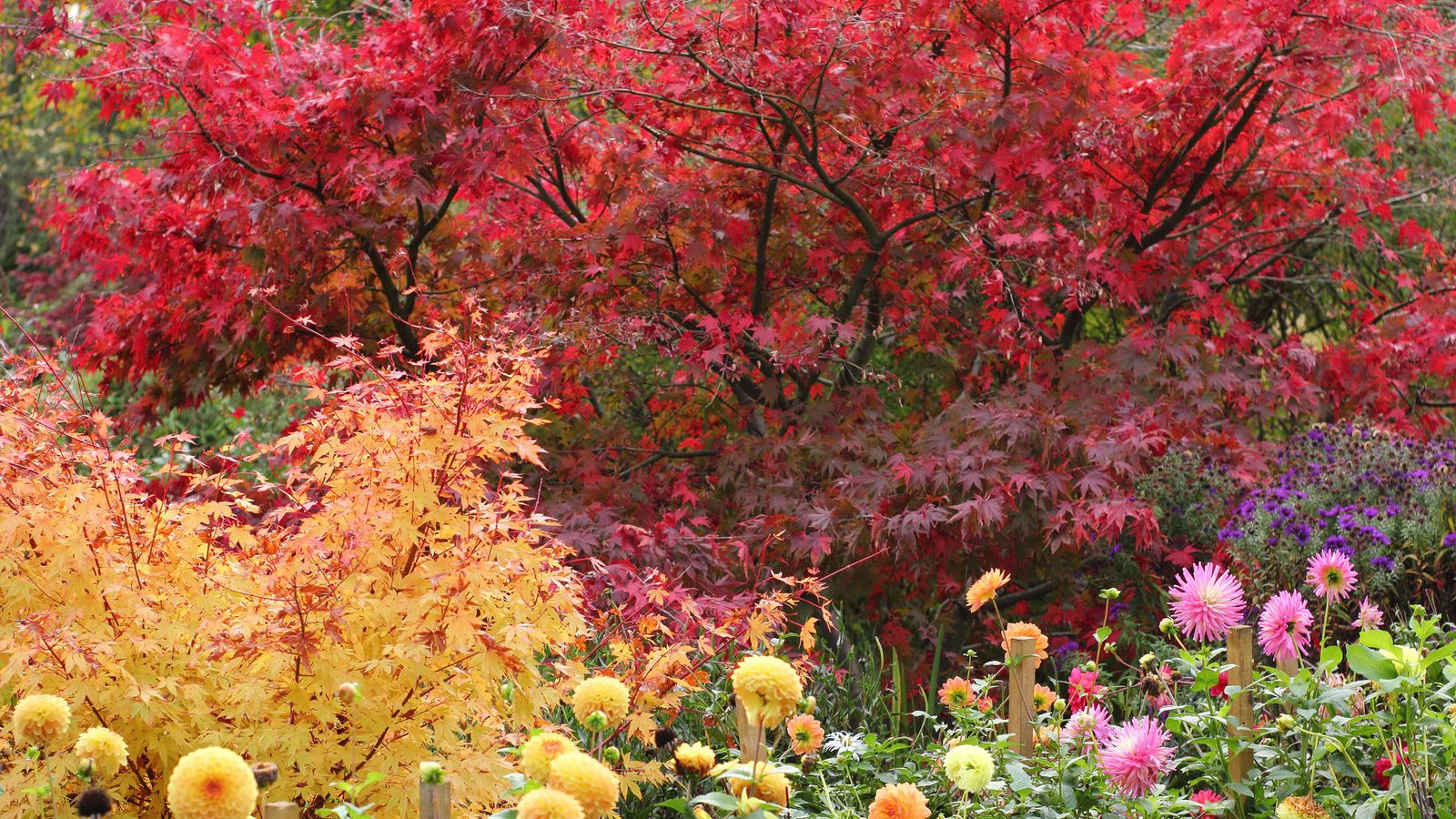 Best trees for fall color: create unbeatable autumn interest | Gardeningetc