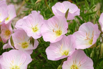 5 flowers that bloom at night - for a more beautiful, fragrant backyard ...