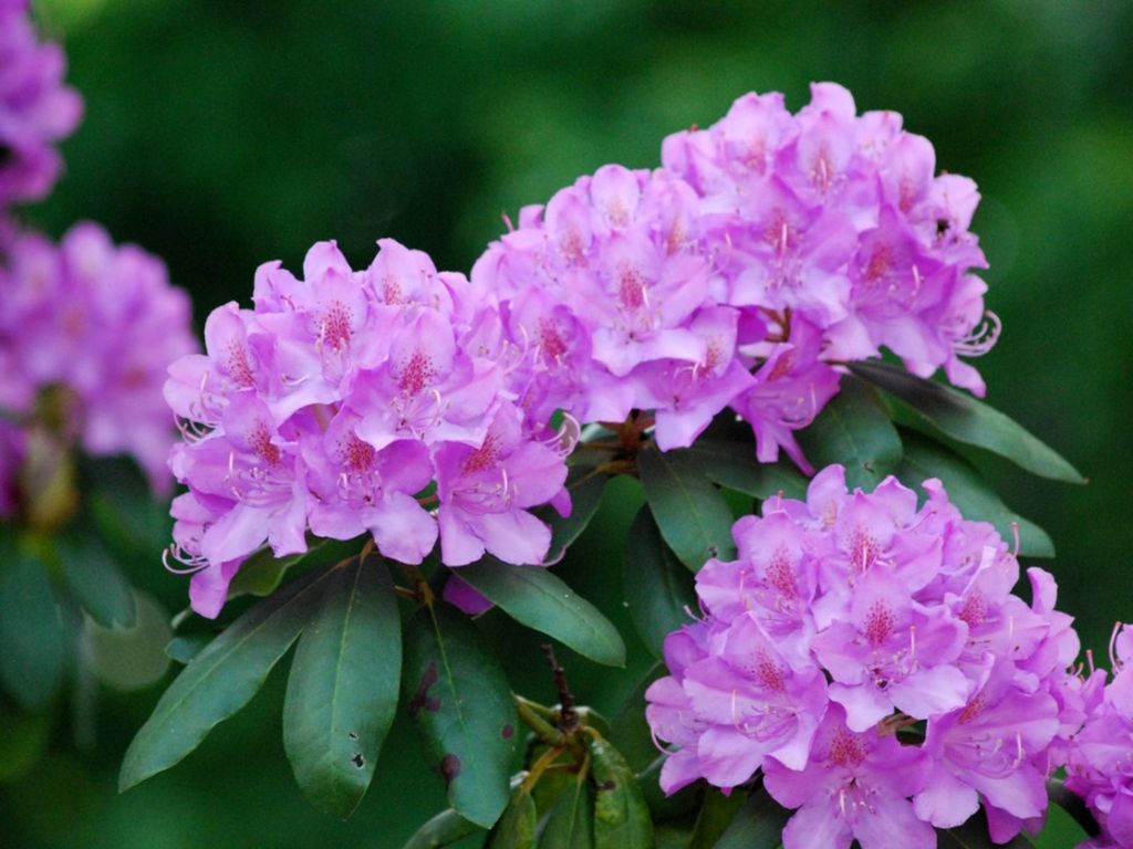 Fertilizing Rhododendron Bushes - Learn How And When To Feed A ...