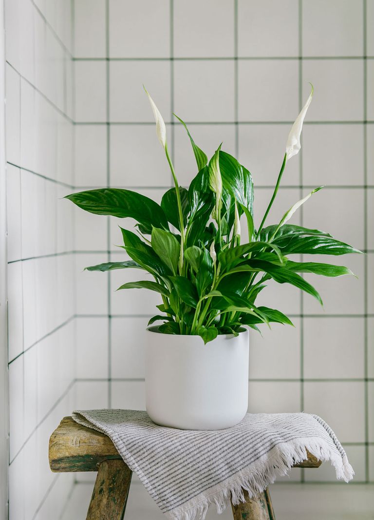 How to care for a peace lily indoors – an expert guide | Woman & Home