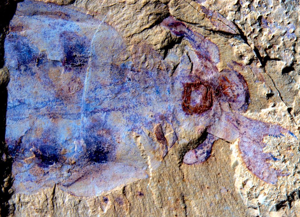 520-Million-Year-Old Sea Monster With Preserved Brain Unearthed | Live ...