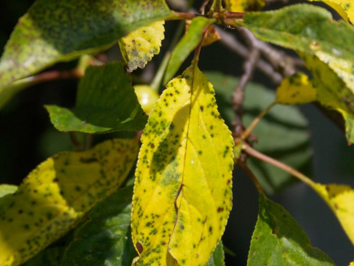 What Is Cherry Leaf Spot: How To Treat A Cherry Tree With Leaf Spot ...