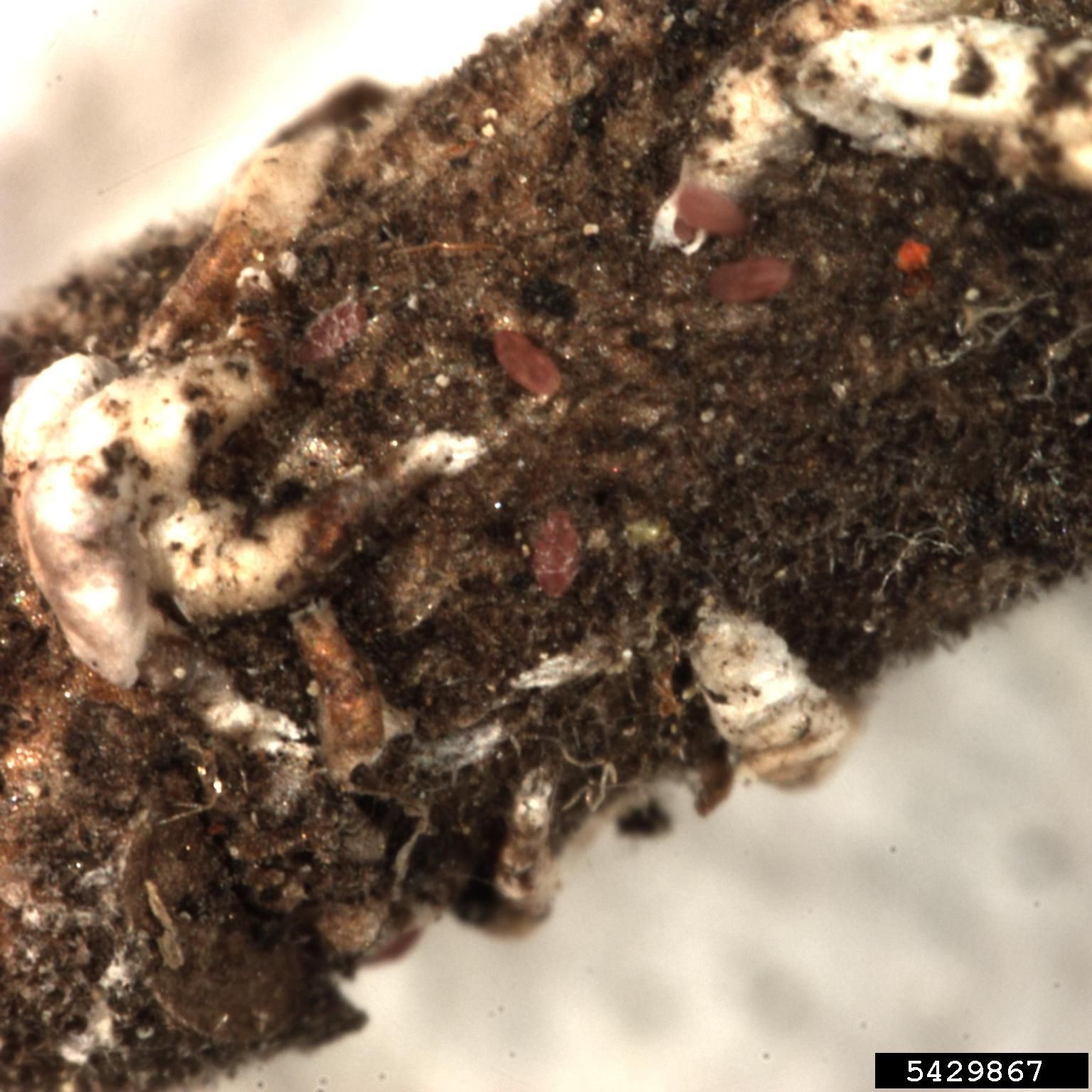 Japanese Maple Problems: Common Japanese Maple Tree Diseases And Pests ...