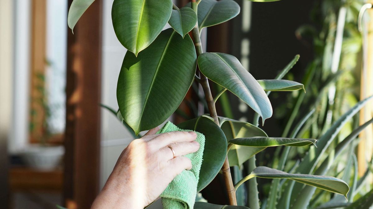 5 best indoor screening plants to protect your privacy | Tom's Guide