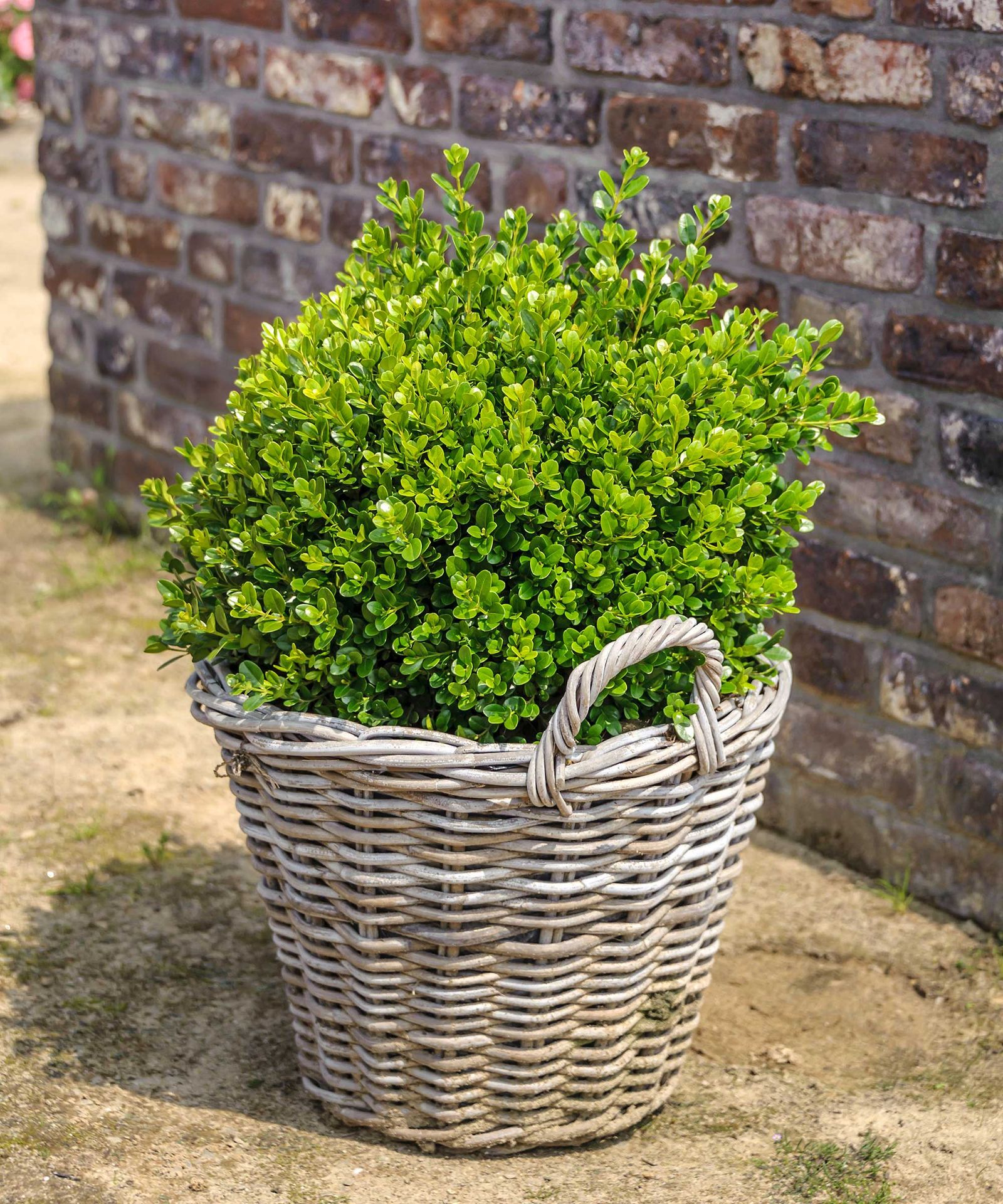 Box blight: how to prevent and treat this common disease | Gardeningetc