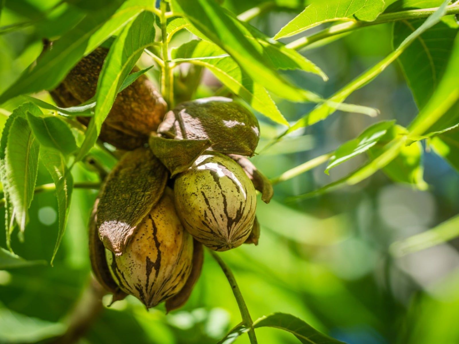Pecan Tree Care - Learn How To Plant A Pecan Tree | Gardening Know How