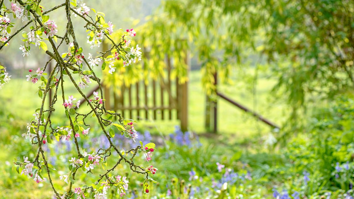 Top gardening tips for spring weather changes will help your plants to ...