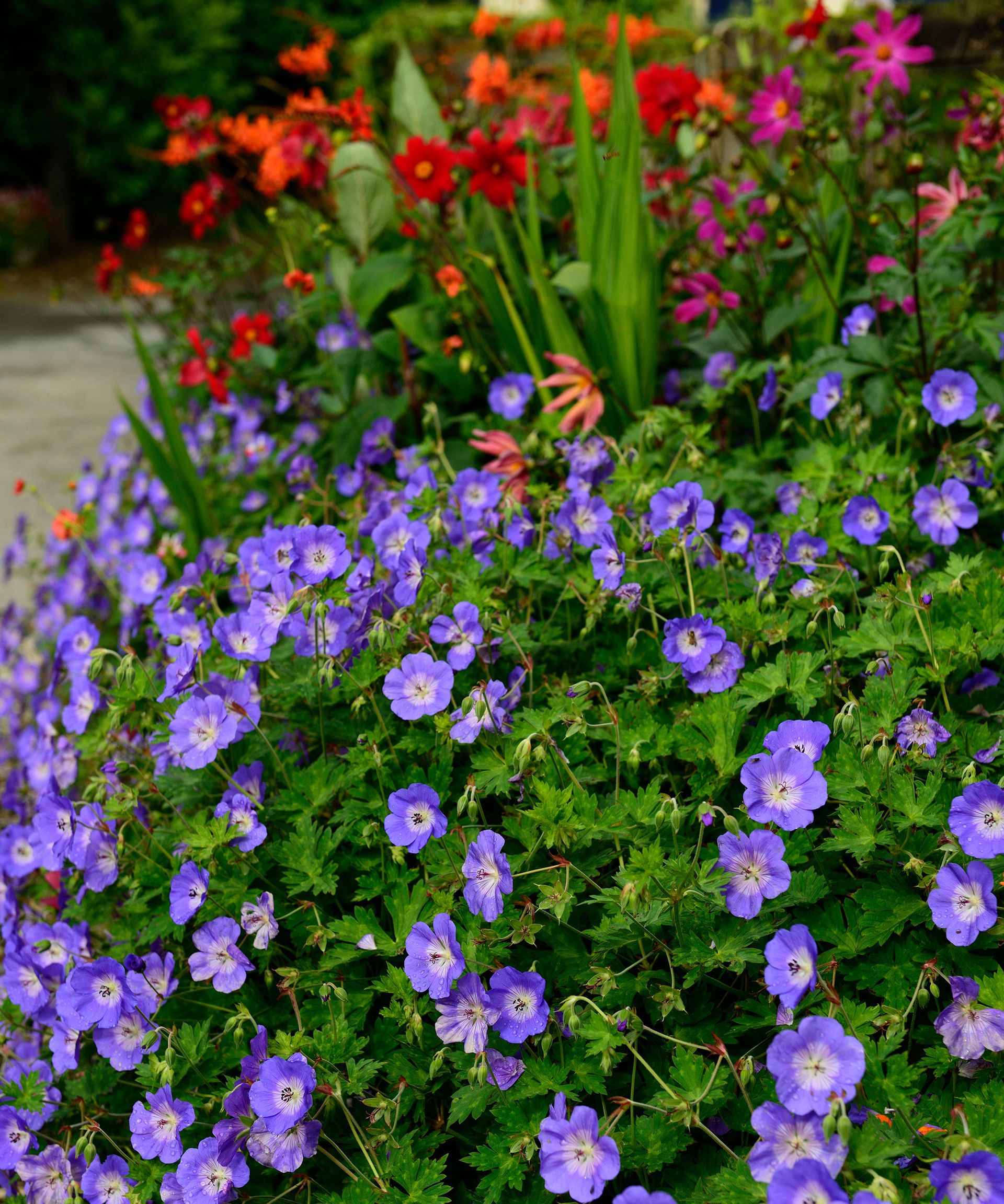 Fast-growing ground cover plants: 12 picks for quick results | Homes ...