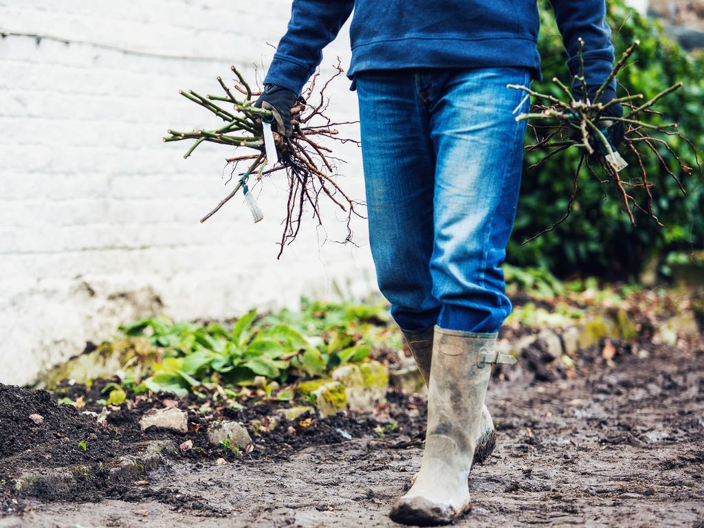 How to plant bare root roses | Livingetc