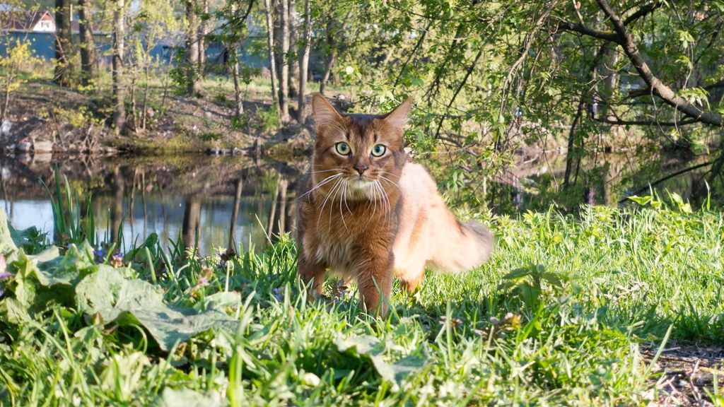 32 cat breeds that prefer being outdoors | PetsRadar