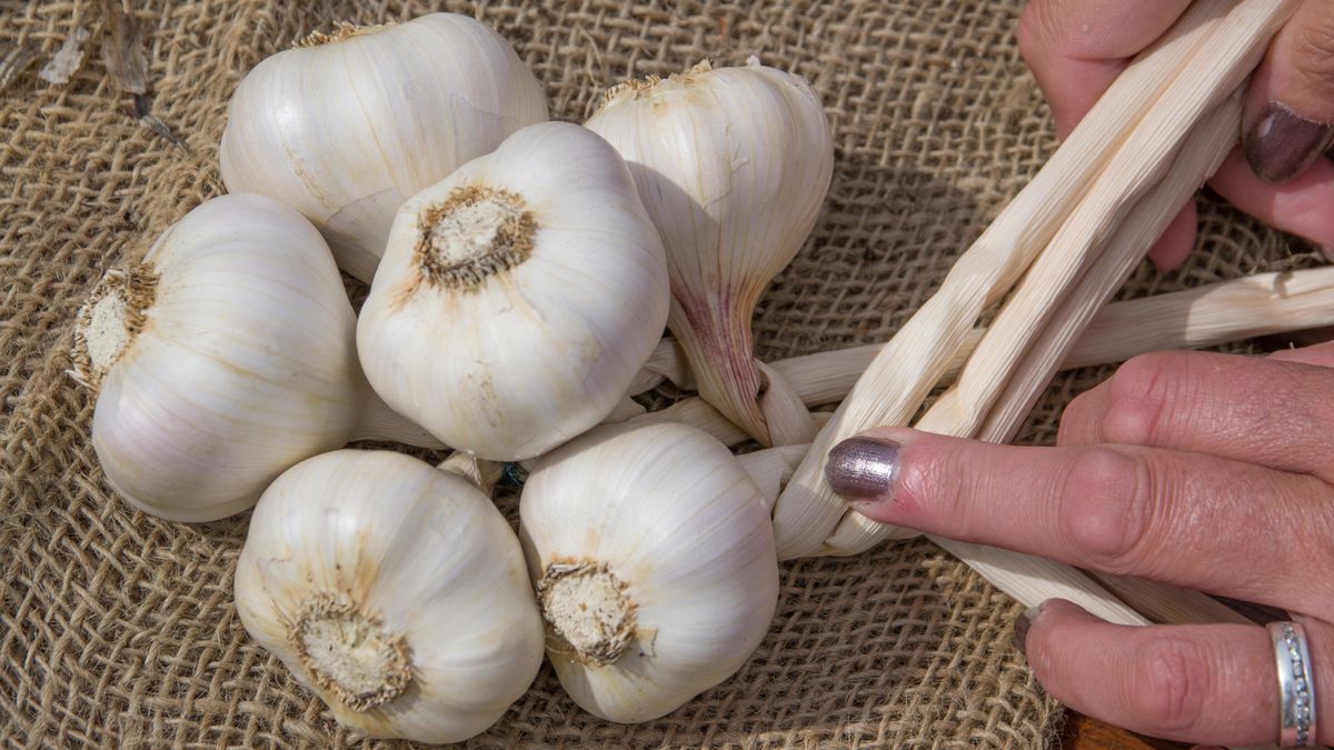 Plaiting garlic: expert advice for mastering the traditional technique ...