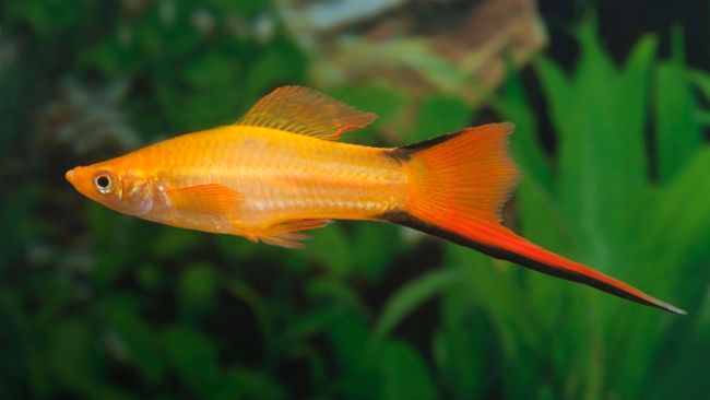 20 peaceful fish for a community tank | PetsRadar