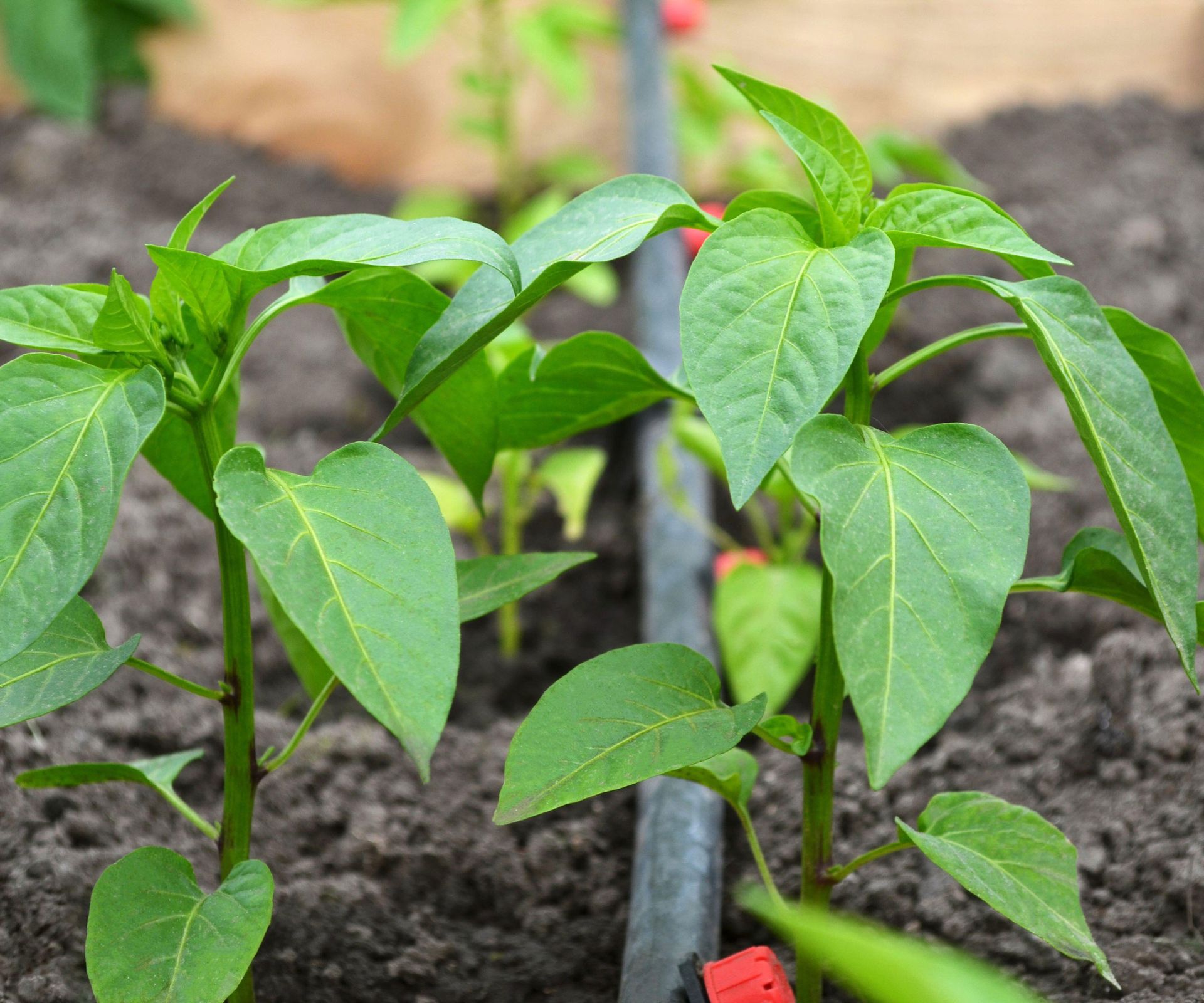 Drip irrigation system vs soaker hose: pros and cons of both | Homes ...
