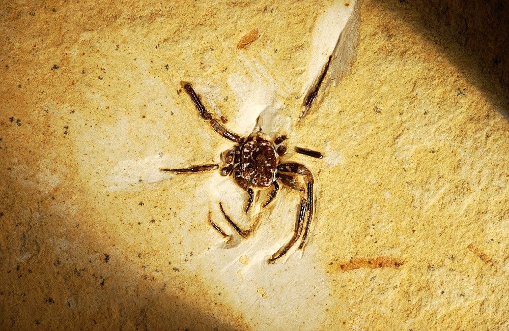 Creepy, Crawly & Incredible: Photos of Spiders | Live Science