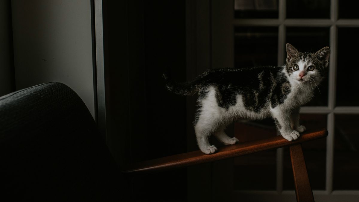 Why do cats play at night? Plus how to stop them waking you | PetsRadar