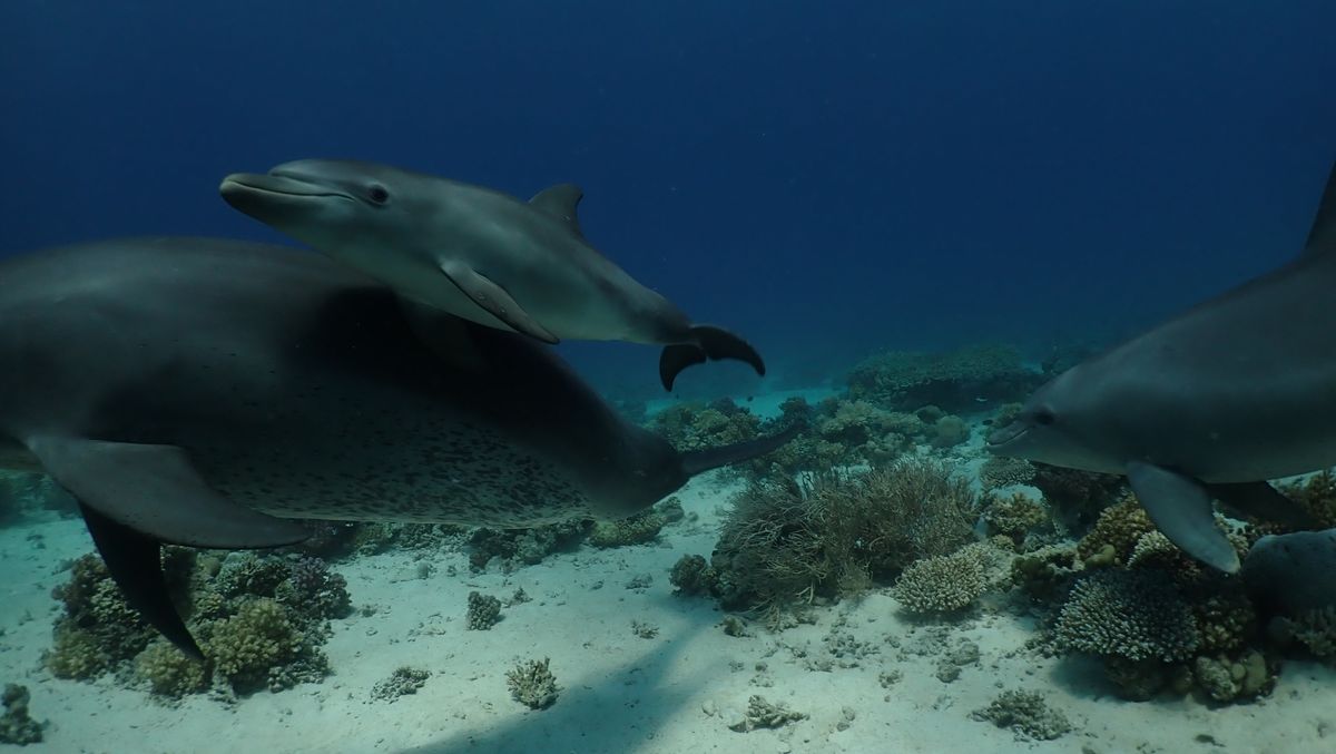 Red Sea dolphins slather their skin in coral mucus, because nature is ...
