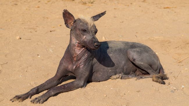 7 bald and beautiful hairless dog breeds | PetsRadar