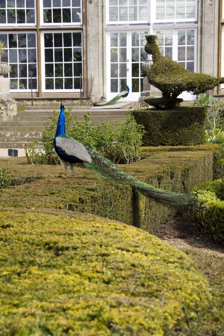 Topiary: The ancient art of transforming nature into cubes, pyramids ...