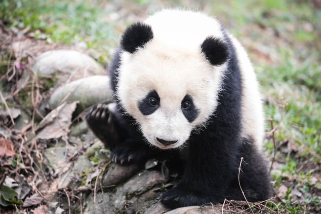 Photos: The Amazing Animals of China | Live Science
