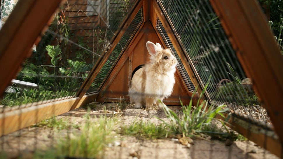How much space does a rabbit need? We asked a vet to explain | PetsRadar
