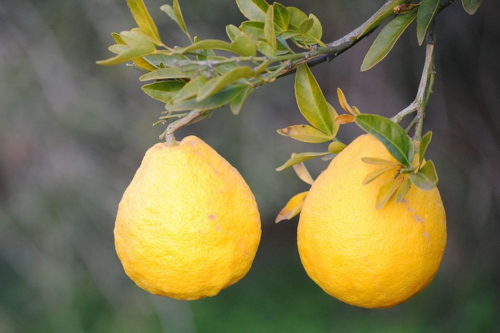 What Is A Sweet Lemon - Learn How To Grow Citrus Ujukitsu Trees ...