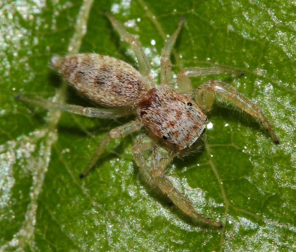 Spider Snacks: Photos of Plant-Eating Arachnids | Live Science